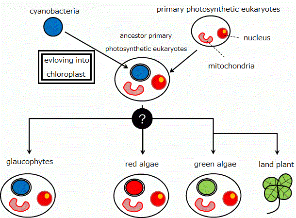 Photosynthesis in the dark? Unraveling the mystery of algae evolution ...