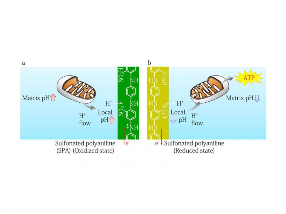 First demonstration of protonic biotransducer connecting to living ...