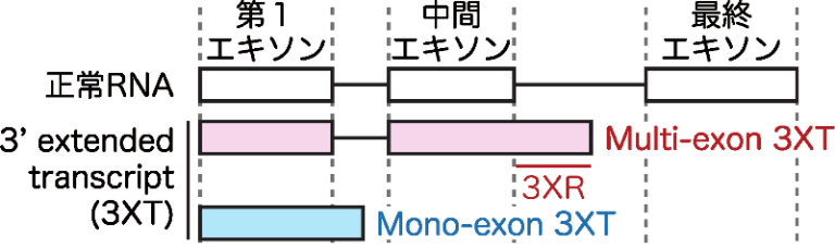 異常な病的タンパク質を作らないために―mRNAの品質を管理する仕組みの発見― – Global Research Center (GRC ...