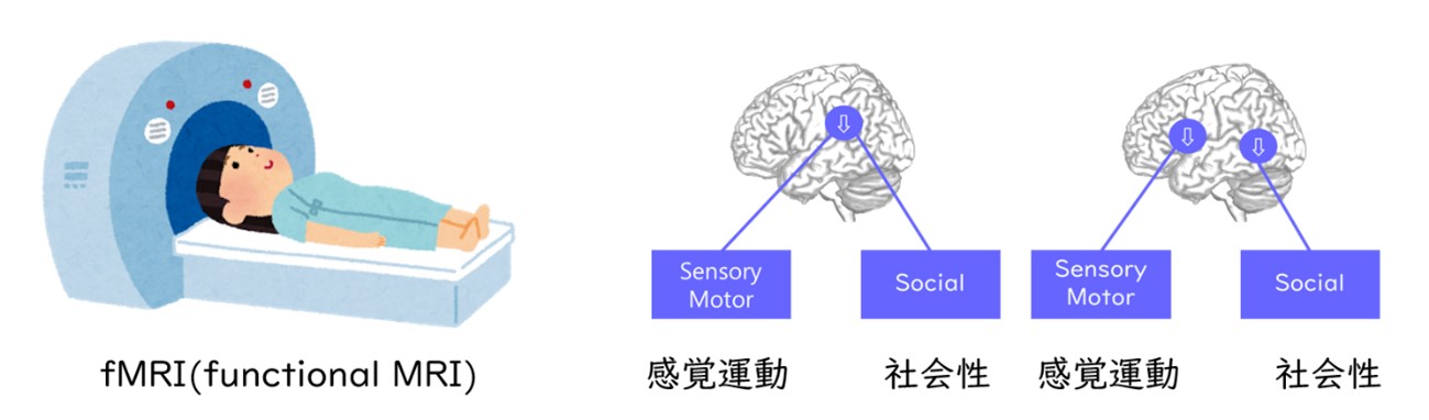 fMRIを使って自閉スペクトラム症の脳の働きを調べる岡本 悠子 講師 – 早稲田大学 高等研究所