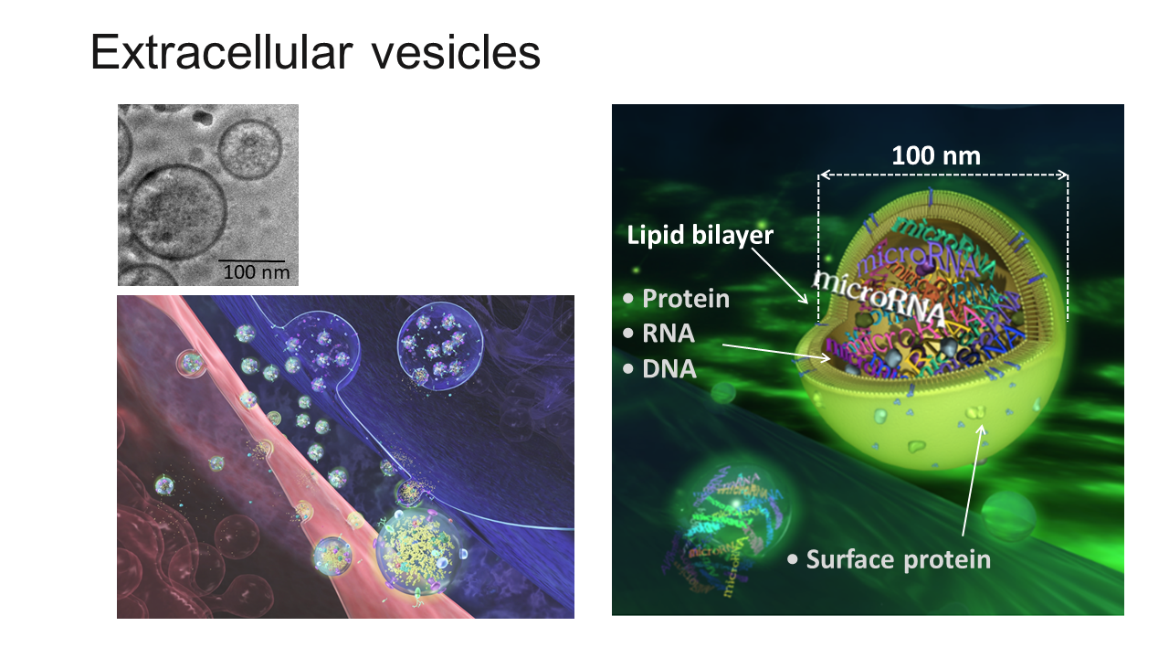 Exploring the behavior of the intercellular information transmitter ...