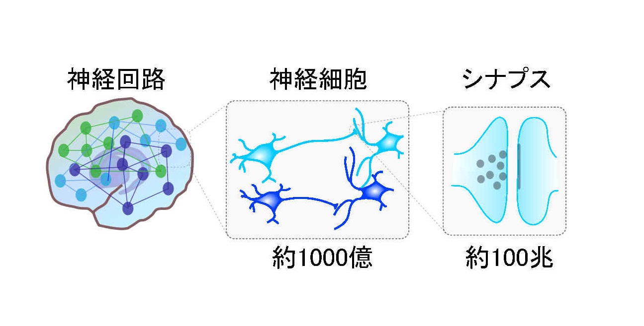 脳におけるシナプス接着分子の機能的役割と精神・神経疾患への関与星名 直祐 講師 – 早稲田大学 高等研究所