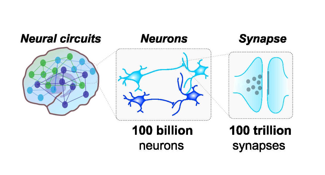 Synaptic adhesion molecules involved in neuropsychiatric disorders ...