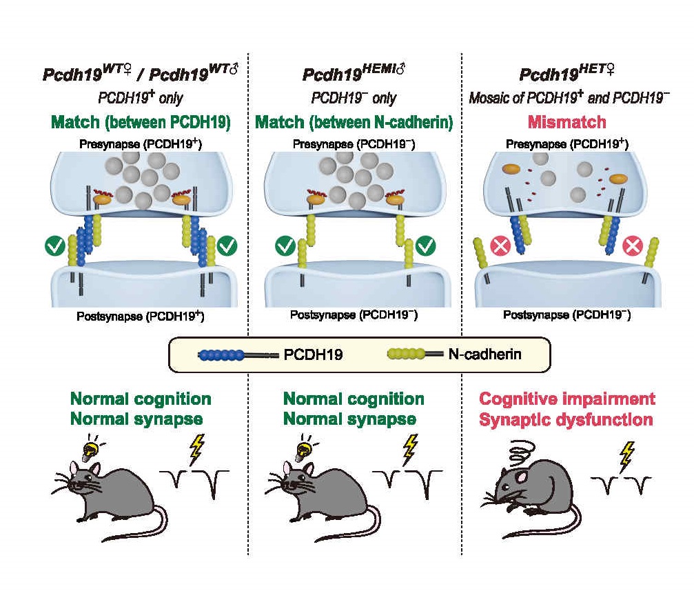 Synaptic adhesion molecules involved in neuropsychiatric disorders ...