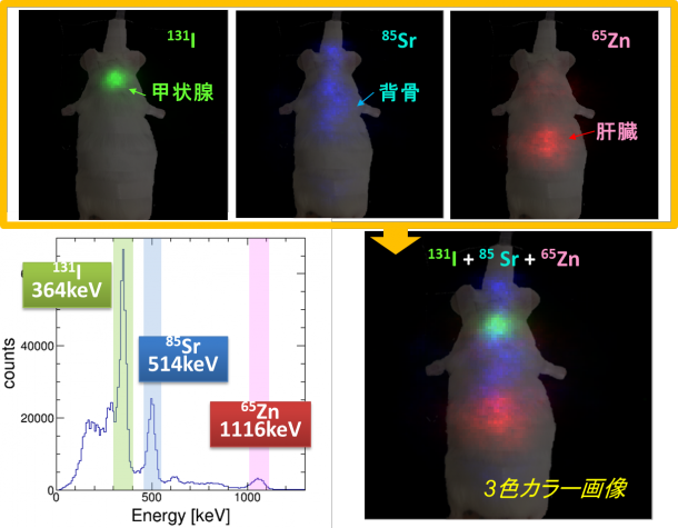 Compton camera for 3D multi-color molecular imaging, in the palm of ...