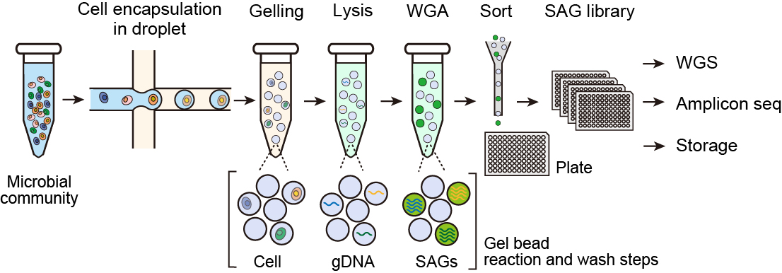 Understanding gut microbiota, one cell at a time – Waseda University