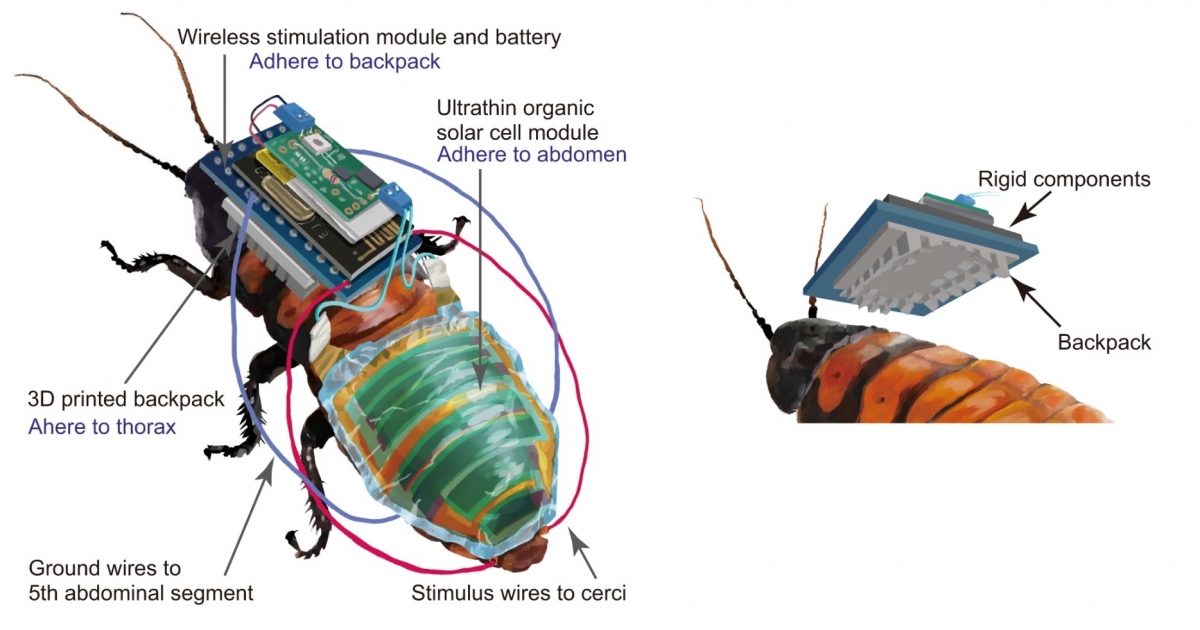 Remote-controlled cockroaches could be dispatched to monitor dangerous ...