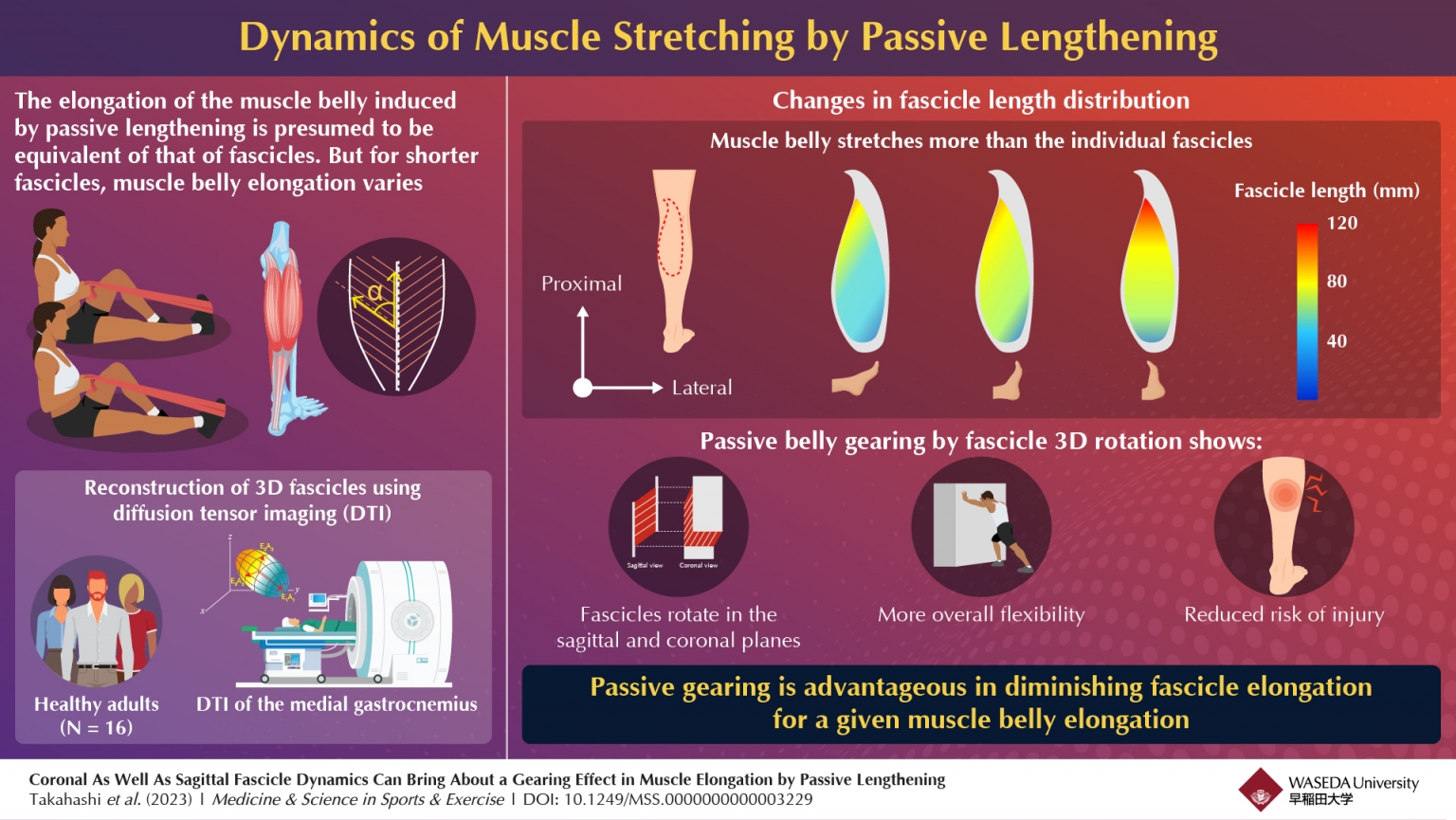 Fascicle Gearing Dynamics: Unveiling 3D Rotation Effects in Muscle ...