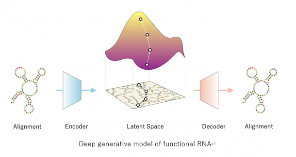 Constructing a Deep Generative Approach for Functional RNA Design ...