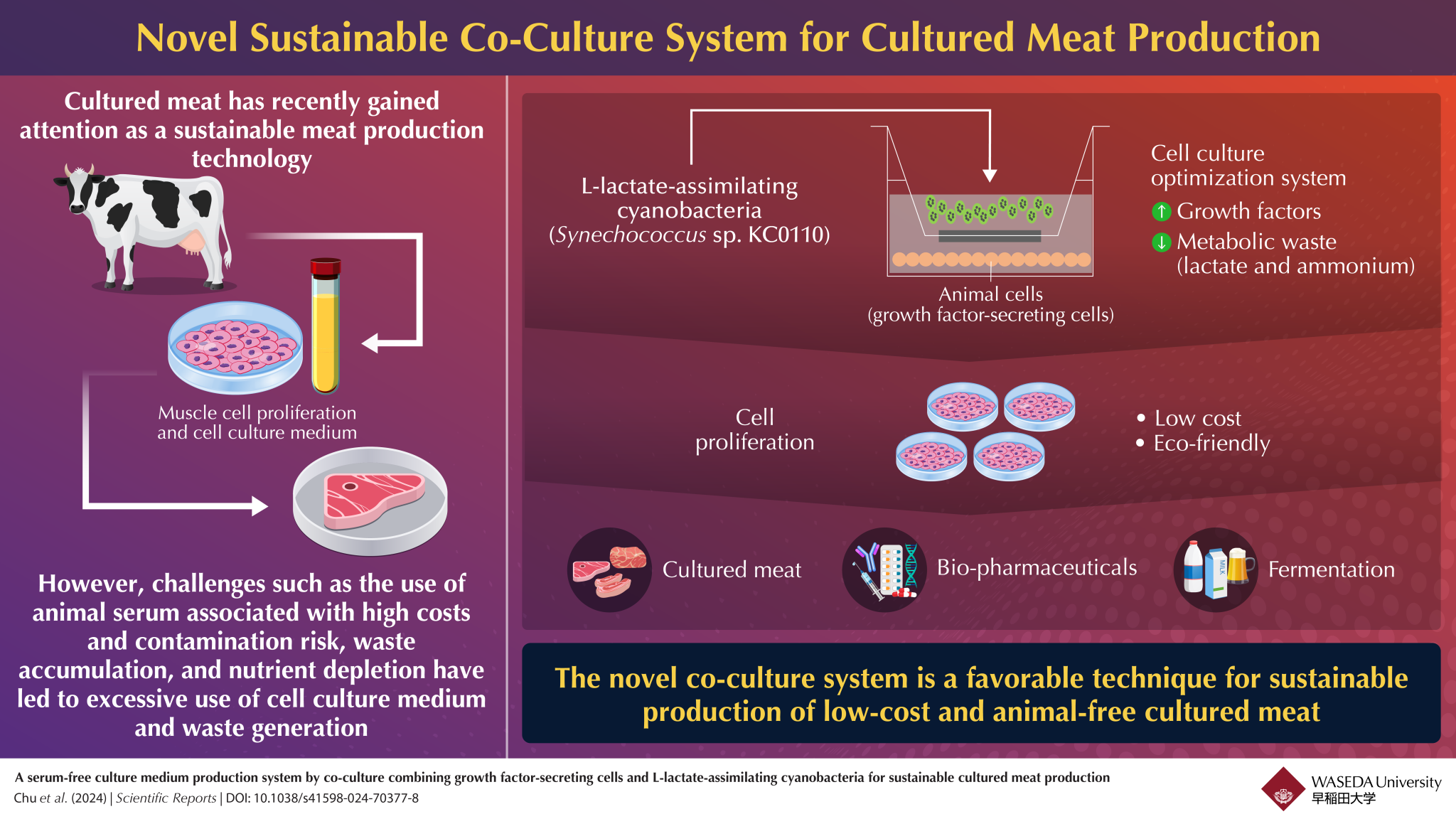 Co-Culture System for Sustainable Cultured Meat Production – Waseda ...