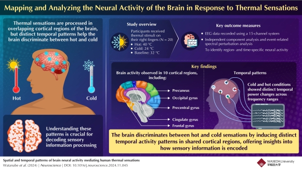 Hot or Cold? How the Brain Deciphers Thermal Sensations – Waseda University