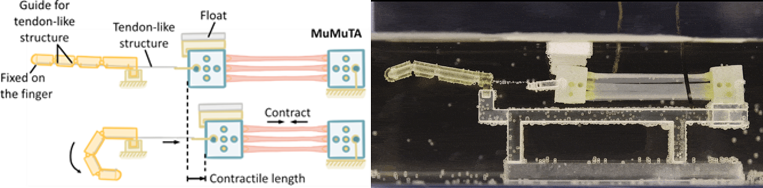 Biohybrid hand gestures with human muscles – Waseda University