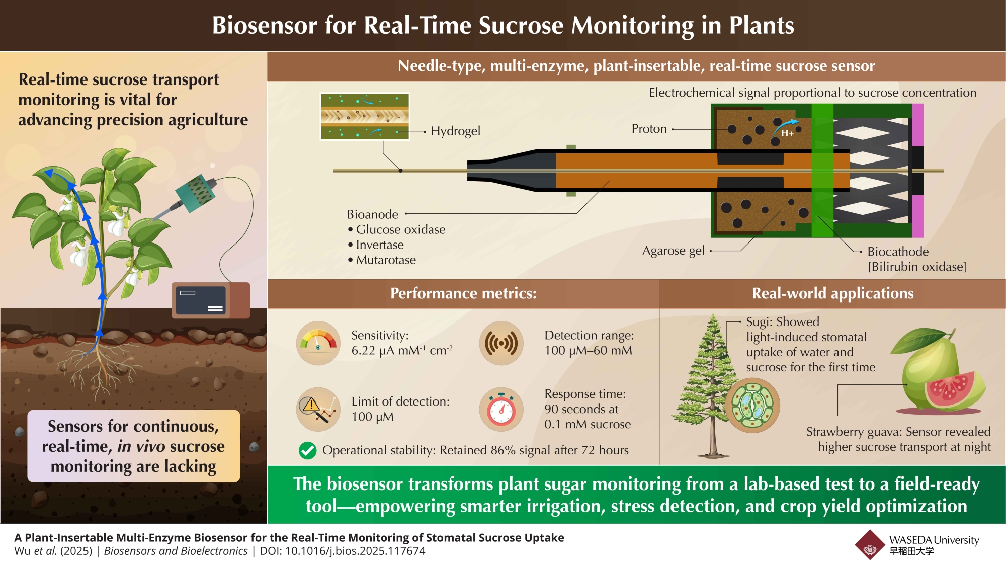 Novel Biosensor Allows Real-Time Monitoring of Sucrose Uptake in Plants ...
